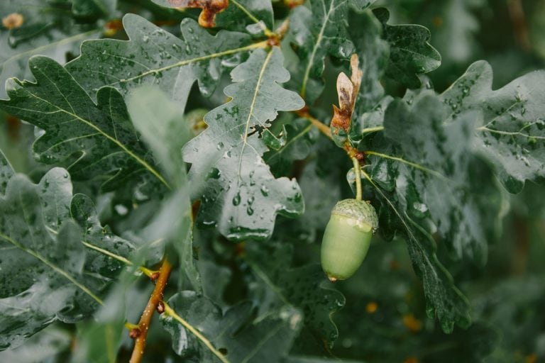 How to Leach Acorns: Cold and Hot Processes - The Tasty Hub