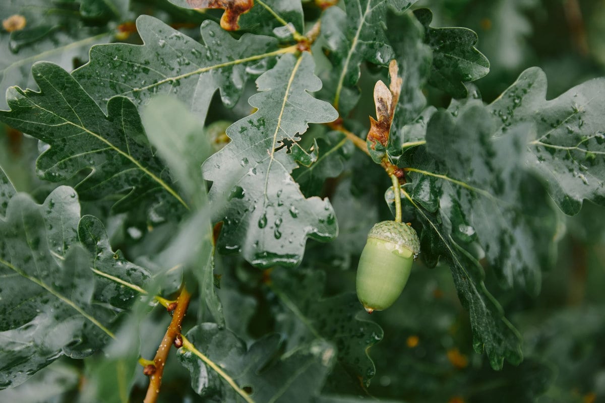 How to Leach Acorns: Cold and Hot Processes - The Tasty Hub